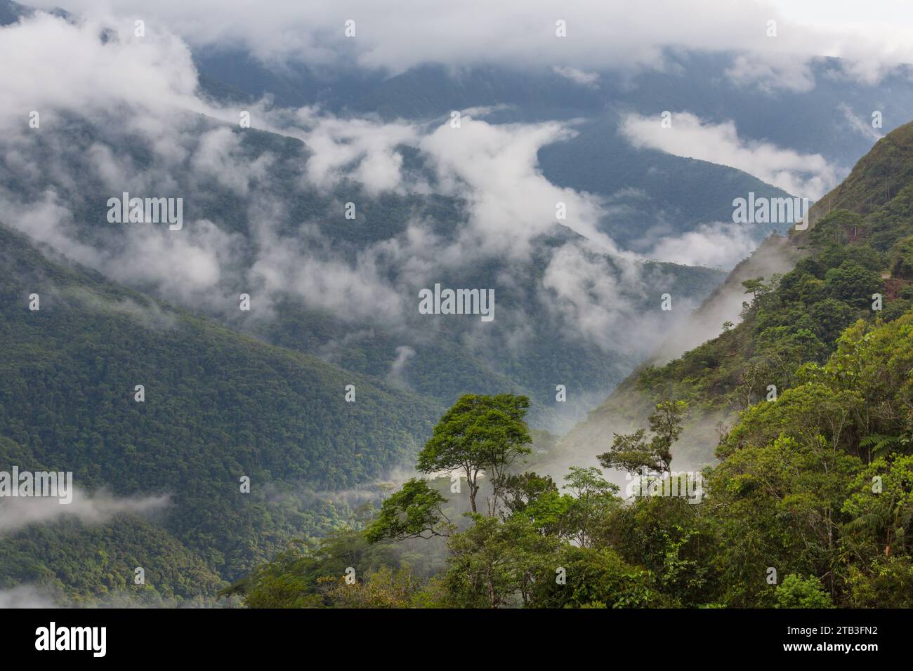 Plants in the beautiful green tropical jungle in Bolivia, South America ...