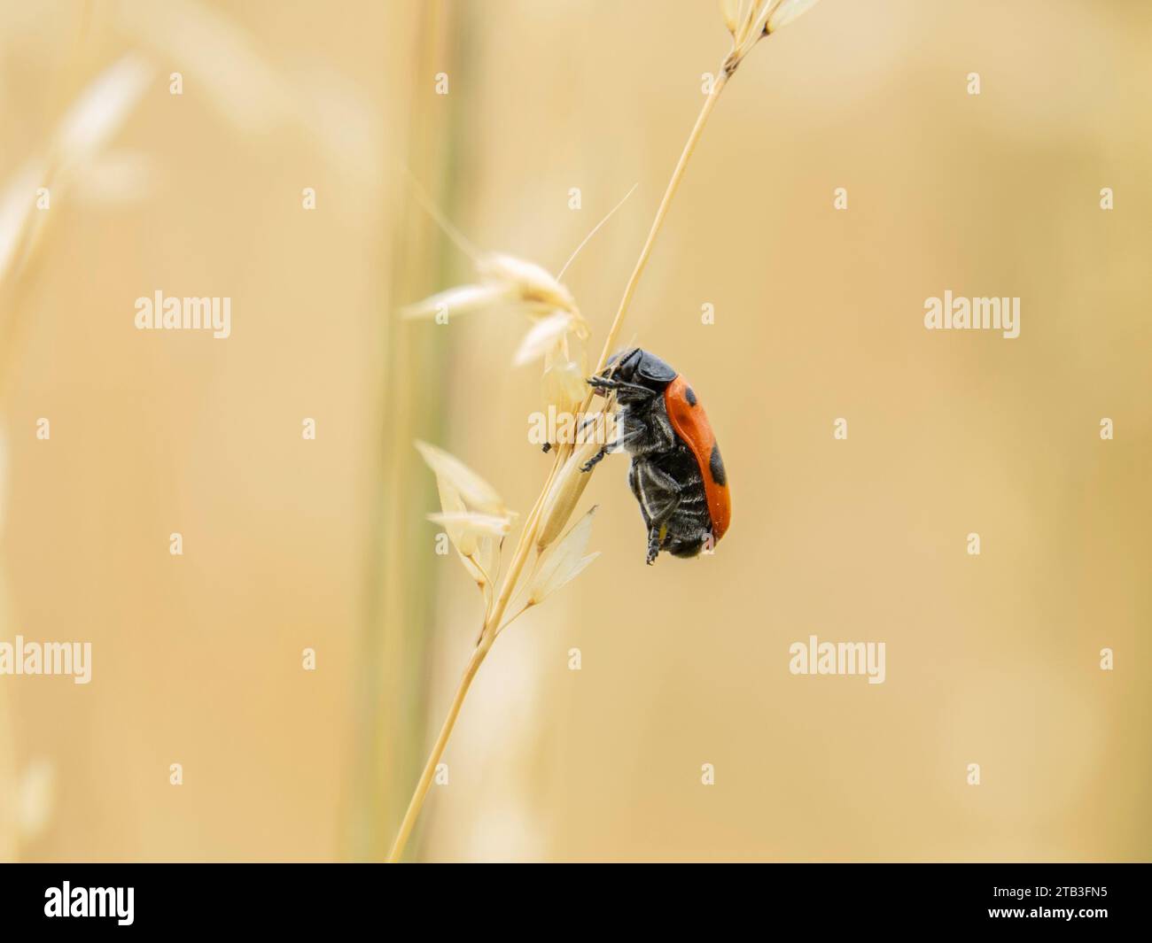 Ant holding hi-res stock photography and images - Alamy