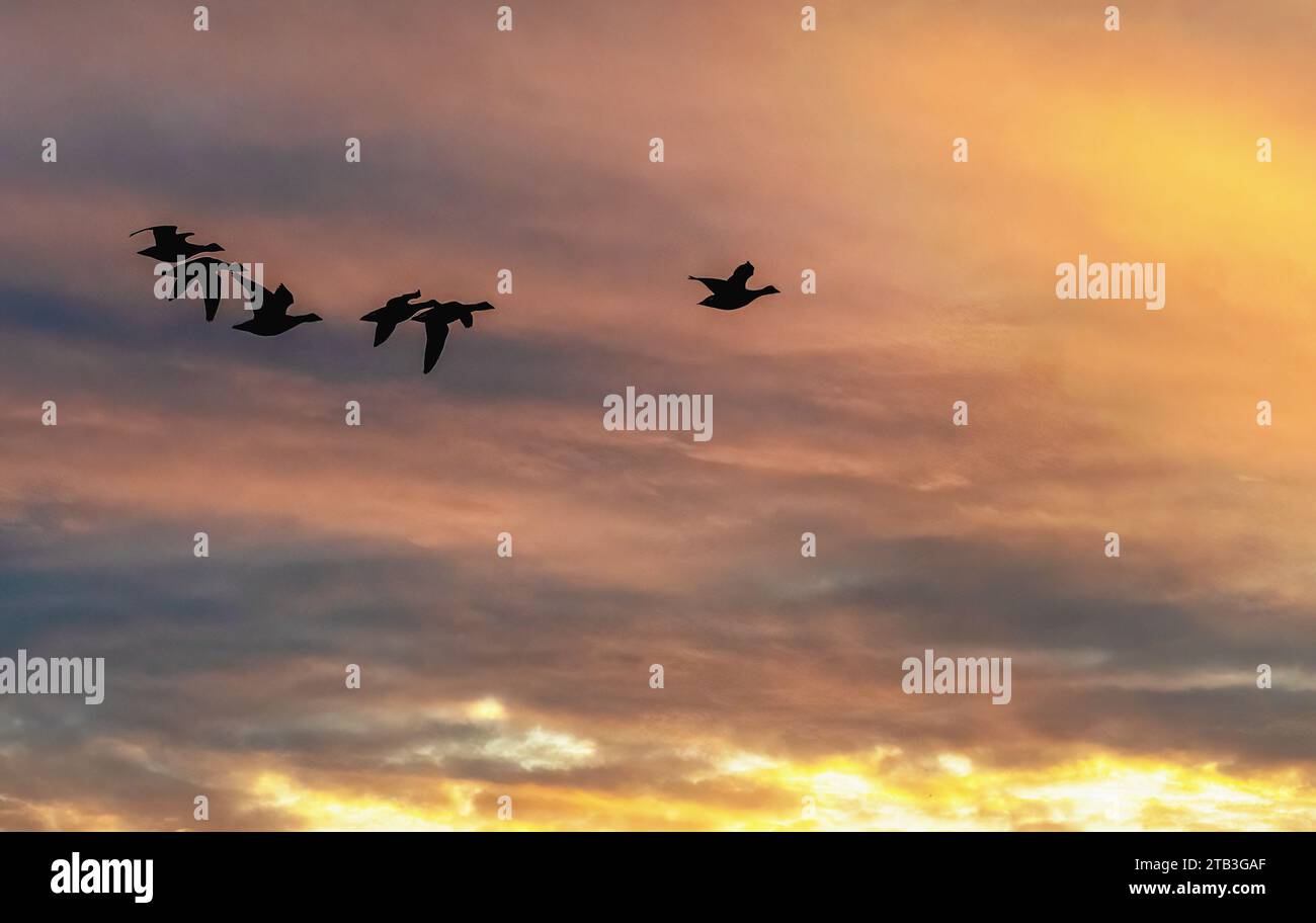 Evening flight of geese hi-res stock photography and images - Alamy