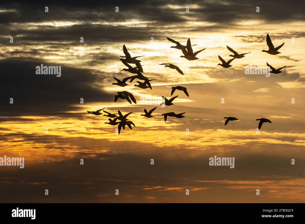 Brant Geese flock flight in late light Stock Photo - Alamy
