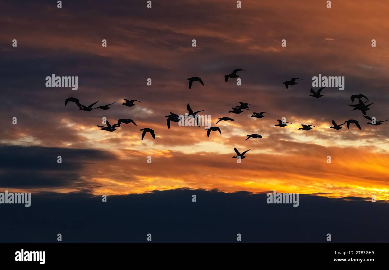 Birds evening flight at sunset hi-res stock photography and images - Alamy