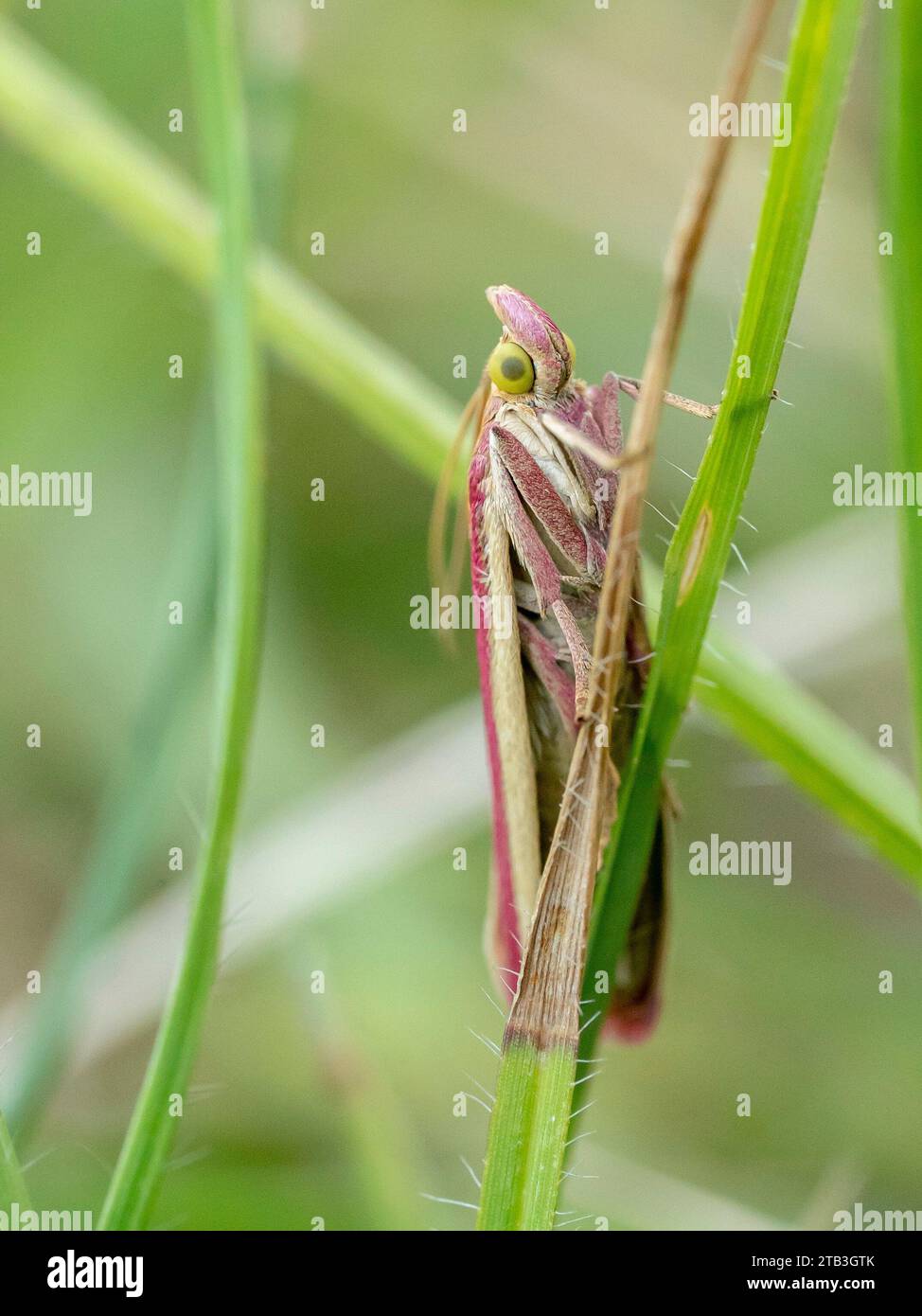 Rosy-striped knot-horn sitting on a blade of grass Stock Photo - Alamy