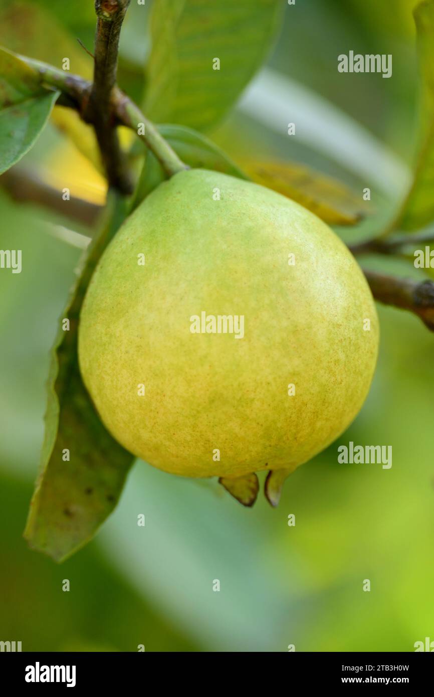 closeup the yellow brown guava fruit hanging with plant and leaf in the ...