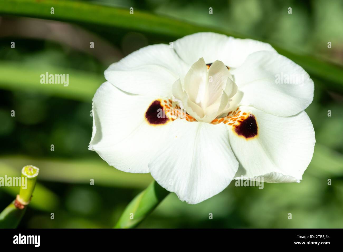 Close up of an African iris (dietes bicolor) flower in bloom Stock ...