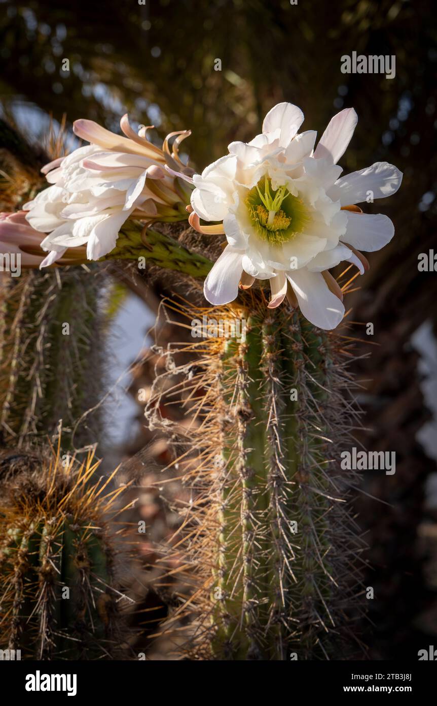 Cactus plants in bloom Stock Photo - Alamy