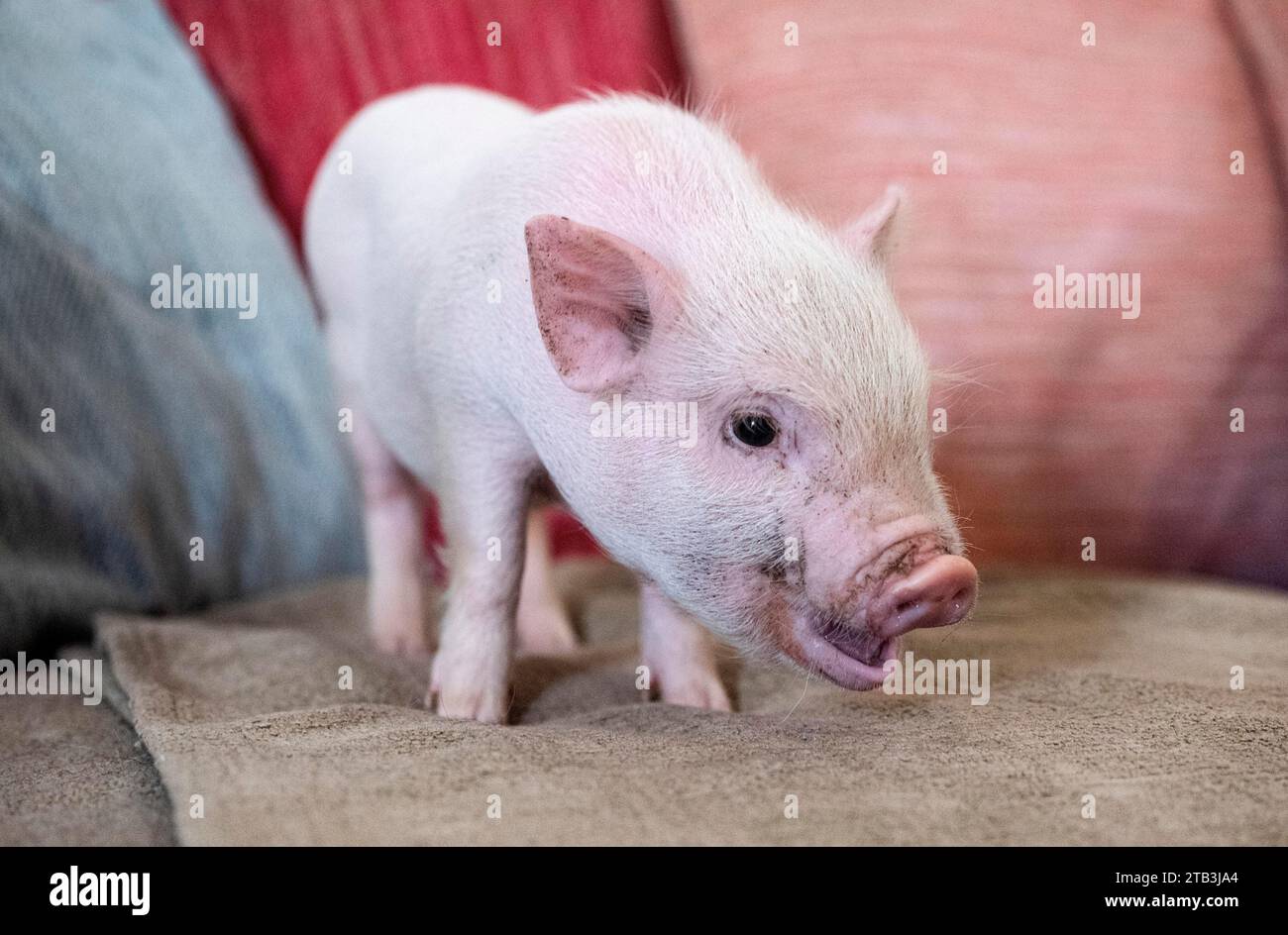 Pig pet sofa hi-res stock photography and images - Alamy