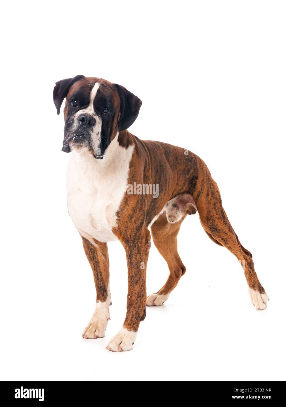 male boxer in front of white background Stock Photo - Alamy