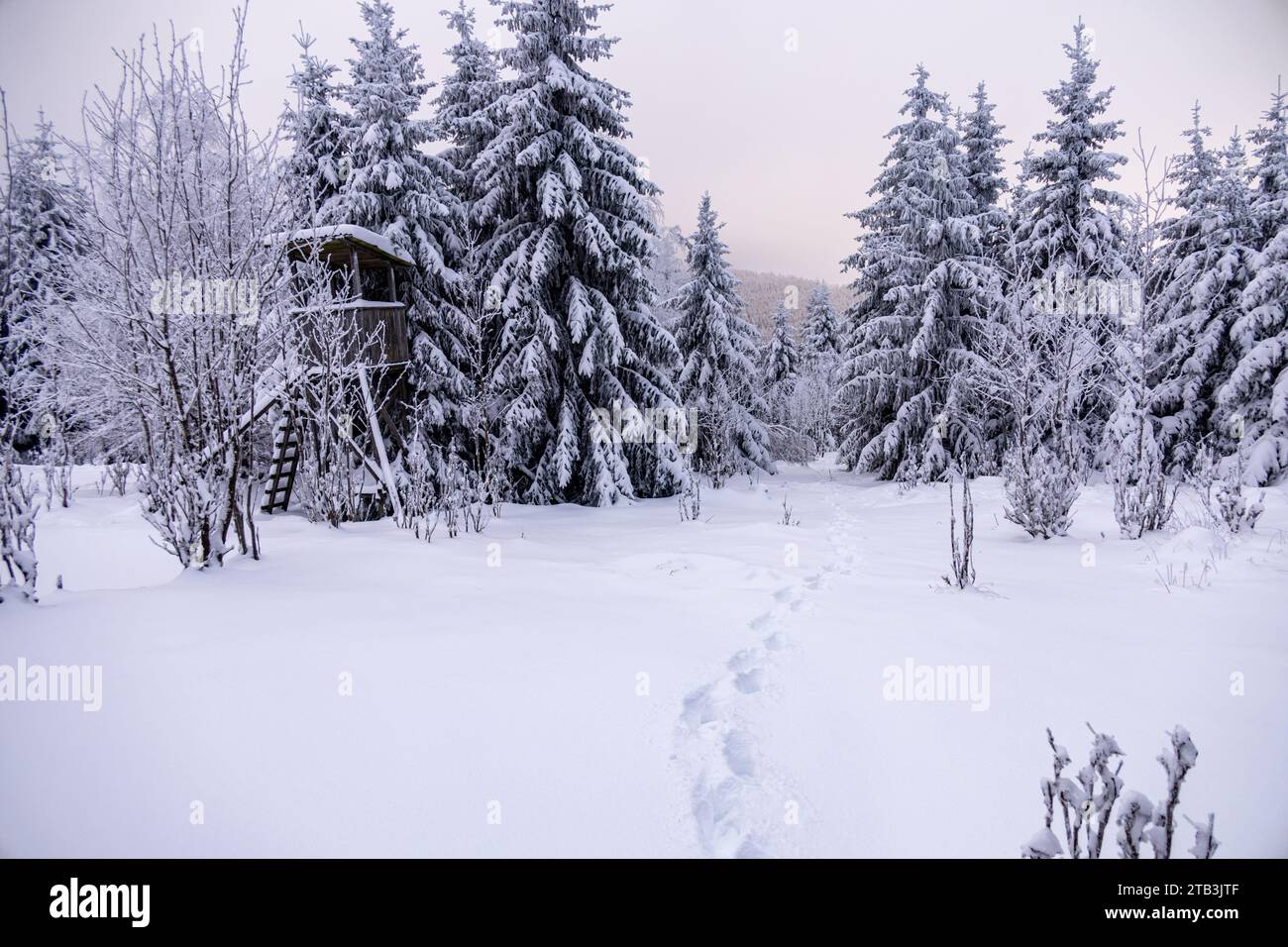 Short winter hike through deep snow in the Thuringian Forest near ...
