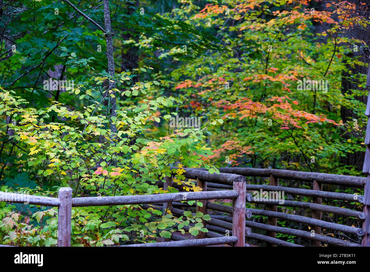 At Detroit Lake campground fall colors surround a trail entrance and ...
