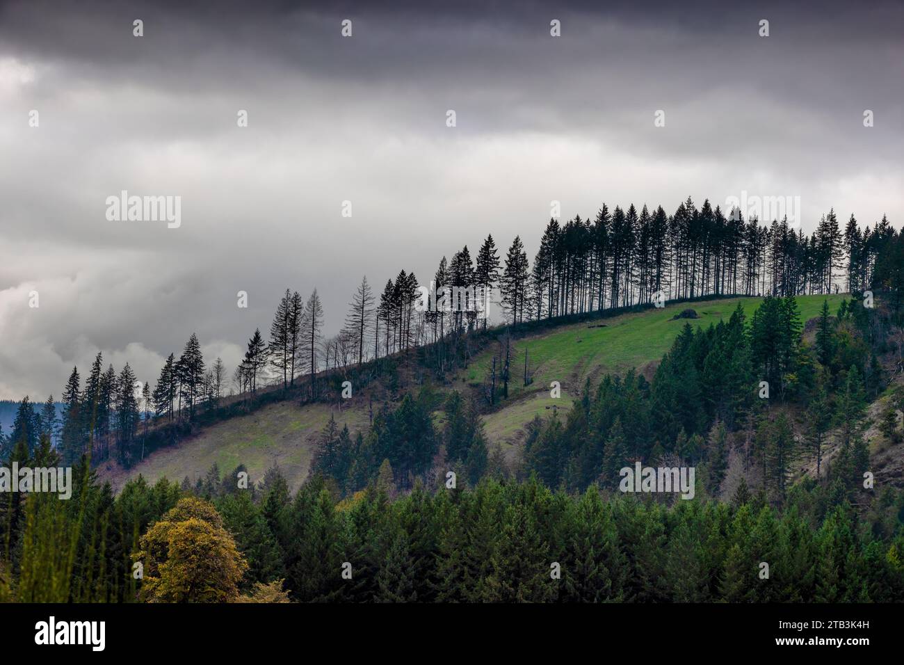 Trees line a hillside under dark cloudy skies with copy space and ...