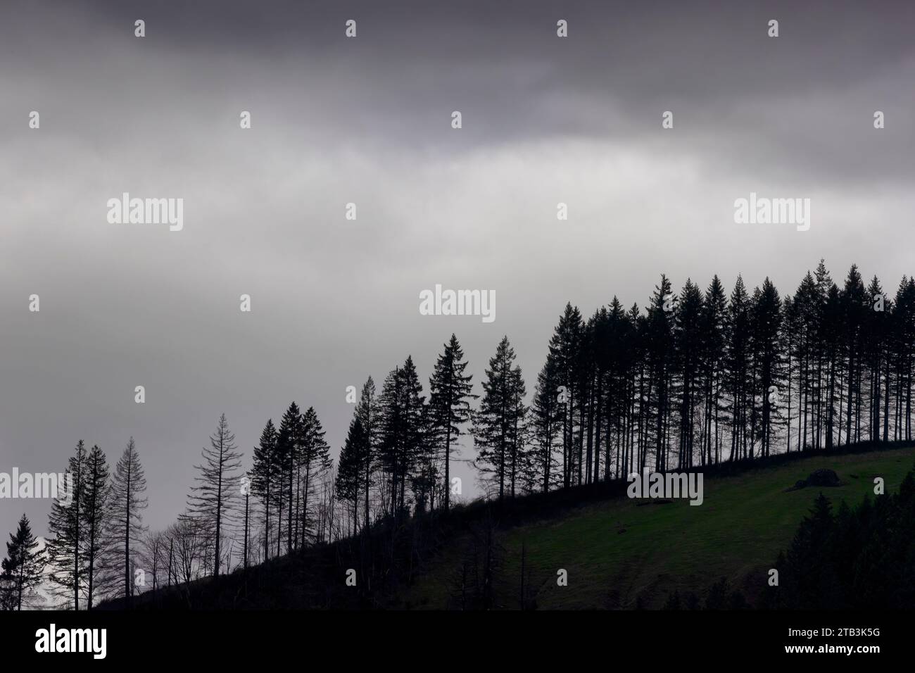 Trees line a hillside under dark cloudy skies with copy space and ...