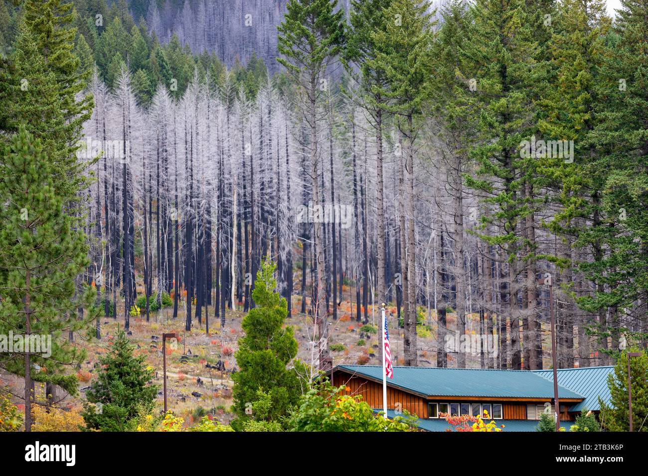 Remenants for a recent forest fire behind a Forest Service building in ...