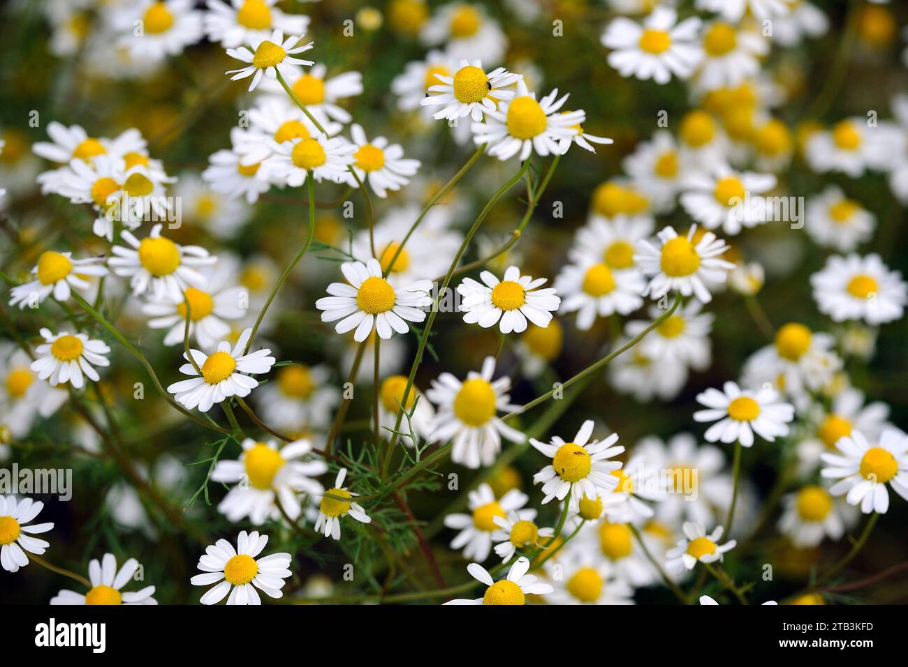 Echte kamille matricaria chamomilla hi-res stock photography and images ...