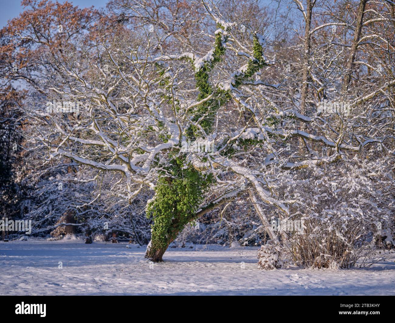 Winter landscape after the first snowfall Stock Photo - Alamy