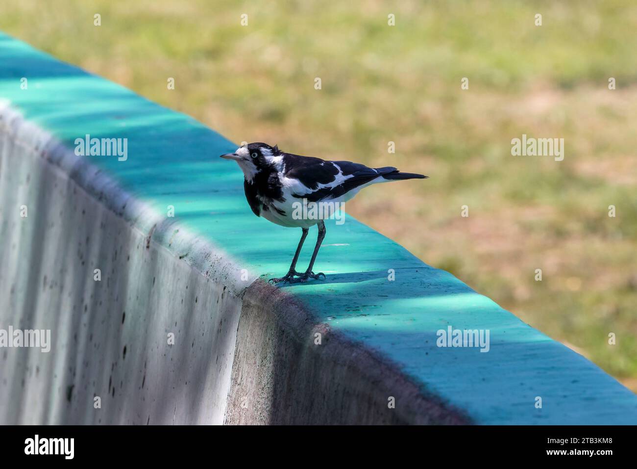 Photograph of a small Australian Murray Magpie standing on a green ...