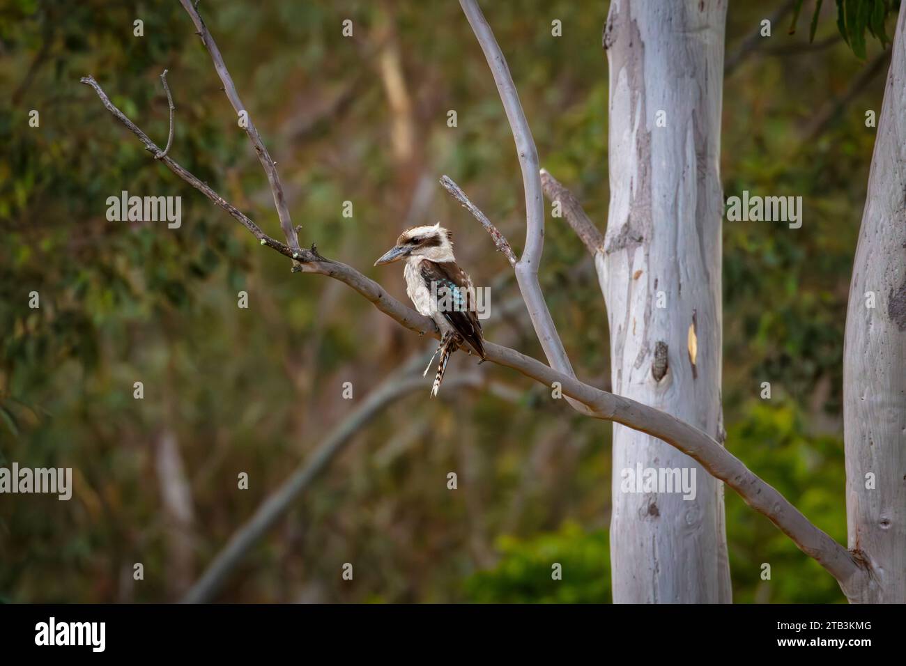Photograph of an Australian Kookaburra sitting on the branch of a large ...