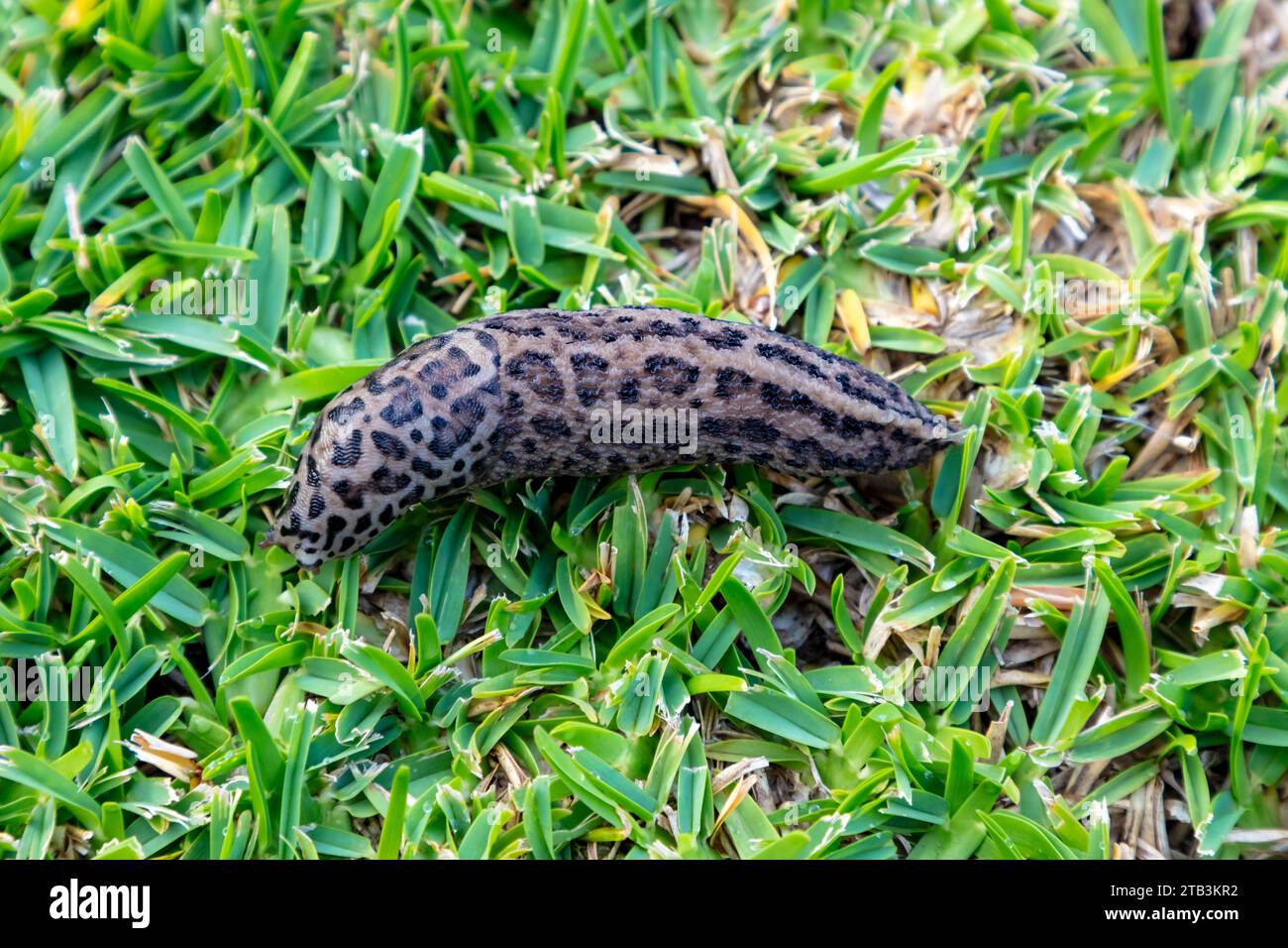 Photograph of a large Leopard Slug crawling on green grass in a ...