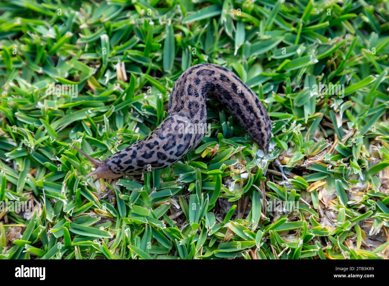 Photograph of a large Leopard Slug crawling on green grass in a ...