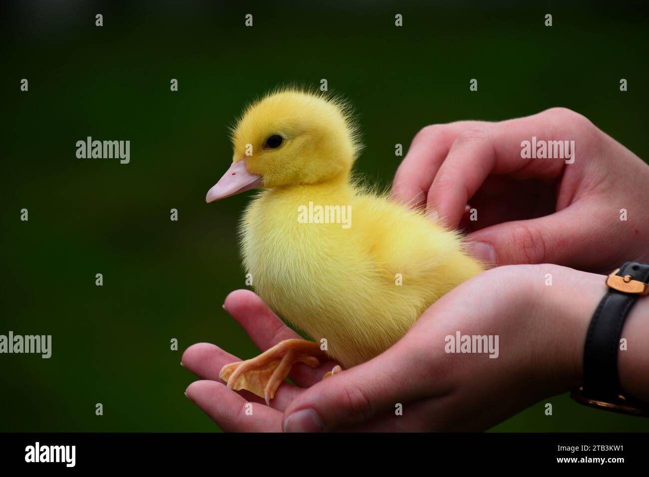 One cute yellow baby chick held in girl's hands Stock Photo - Alamy