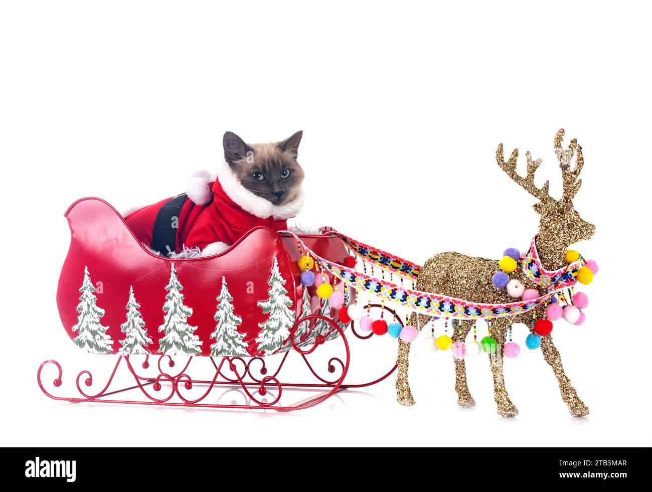 siamese cat and christmas in front of white background Stock Photo - Alamy