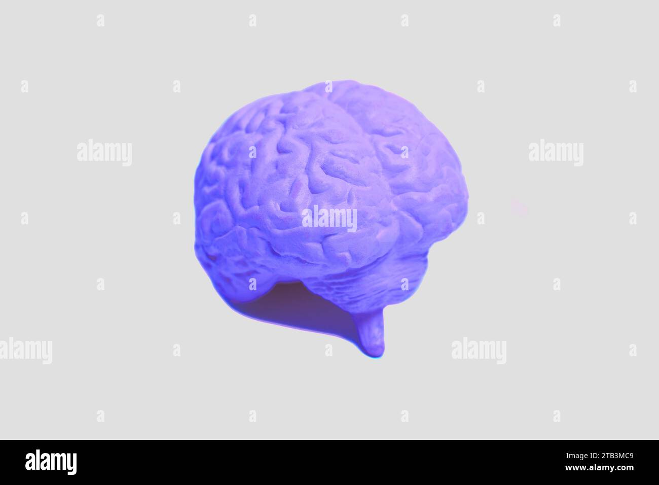 Human brain anatomical model closeup Stock Photo - Alamy