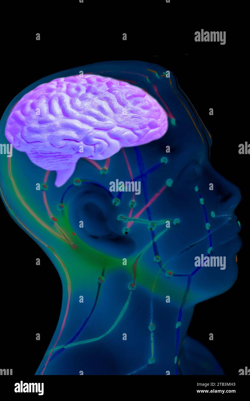 Medical acupuncture model of human with brain anatomical model Stock ...