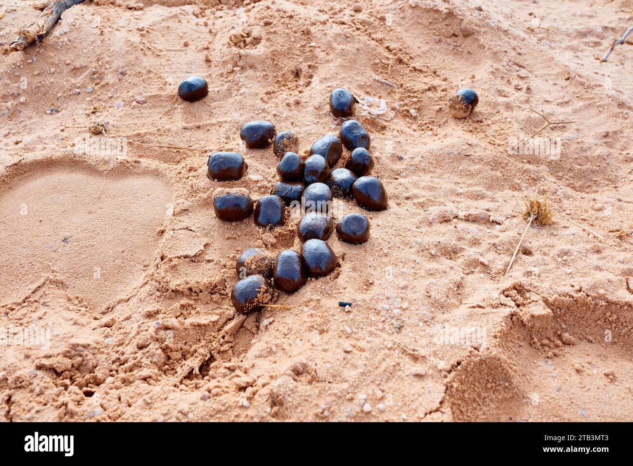 Camel feces hi-res stock photography and images - Alamy