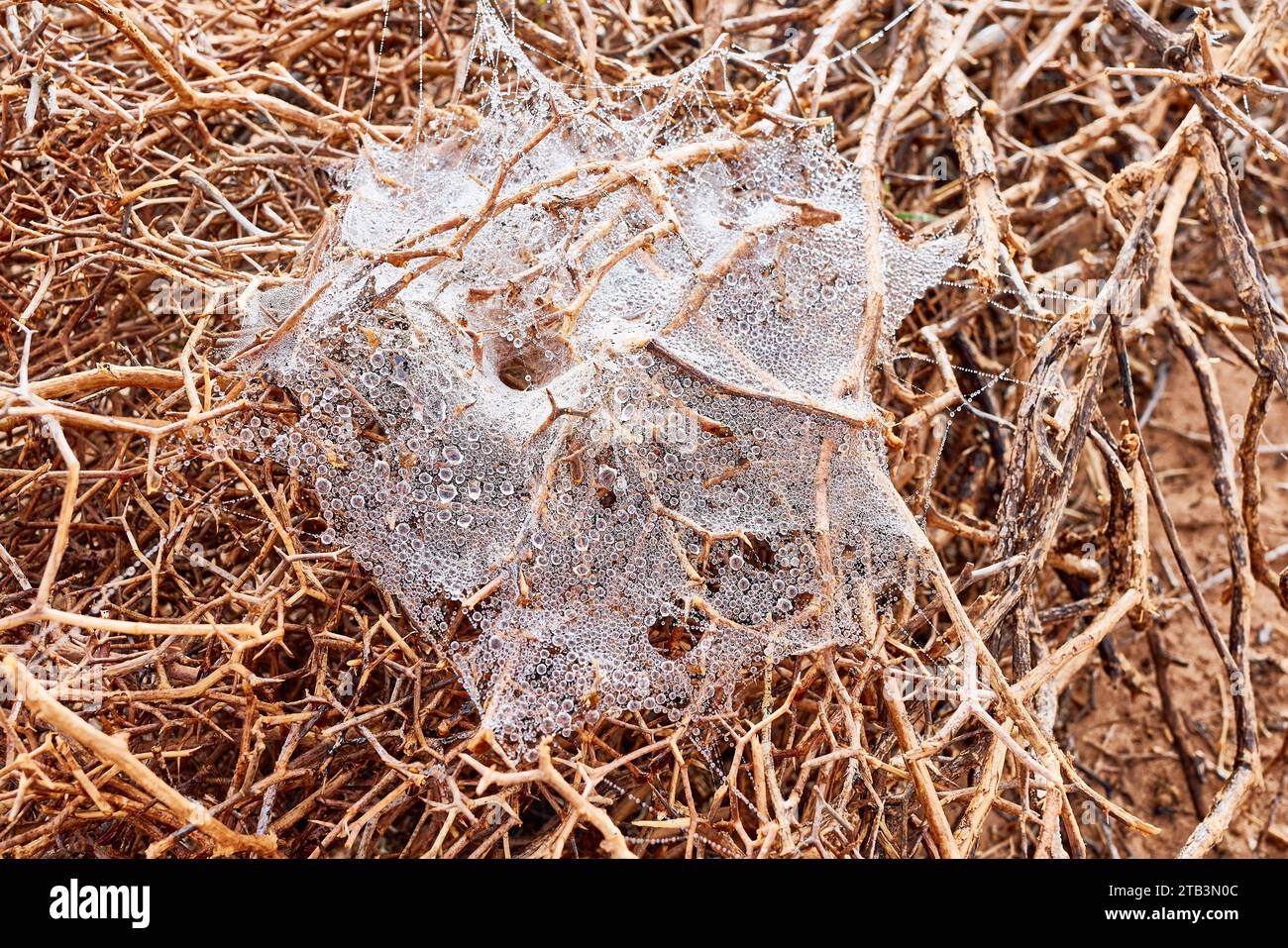 Spider web in desert hi-res stock photography and images - Alamy