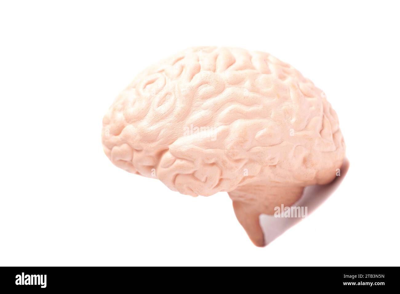 Human brain anatomical model closeup Stock Photo - Alamy