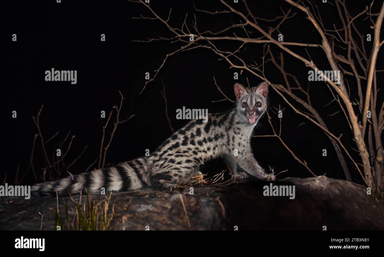 Genetta genetta picture hi-res stock photography and images - Alamy