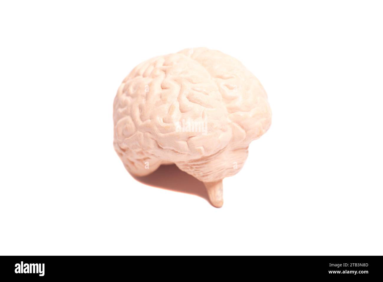 Human brain anatomical model closeup Stock Photo - Alamy