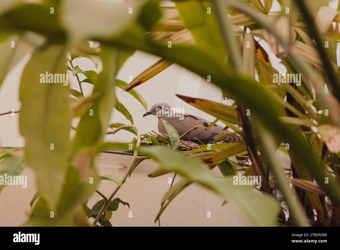 Closeup view bird nest hi-res stock photography and images - Alamy