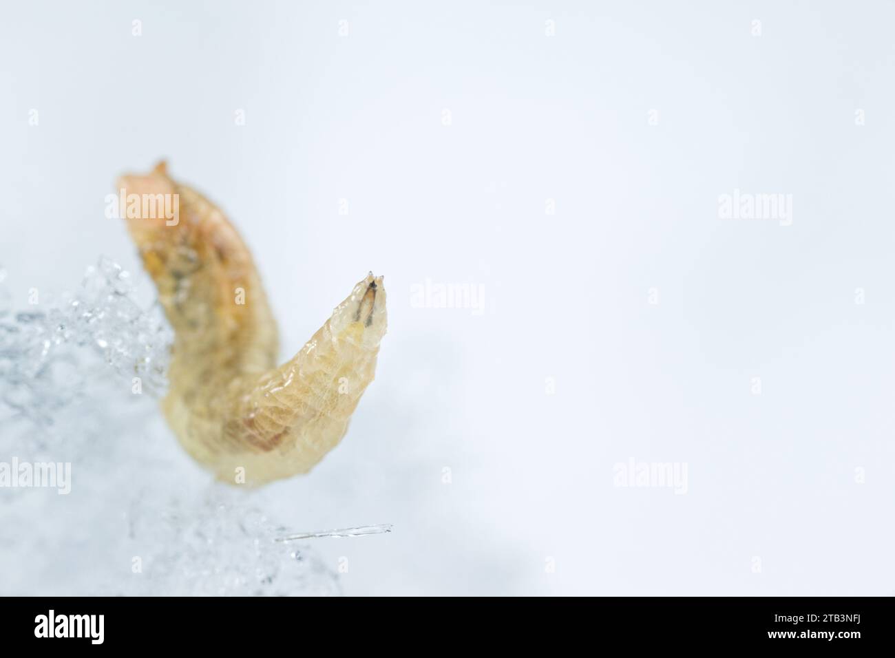 Hover-fly larvae (Syrphidae) on snow Stock Photo - Alamy