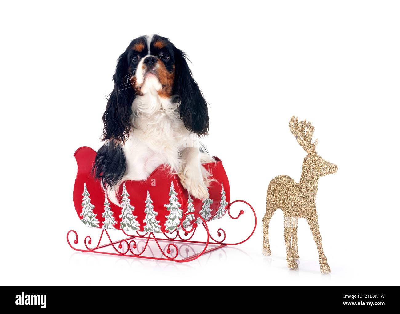 cavalier king charles in front of white background Stock Photo - Alamy