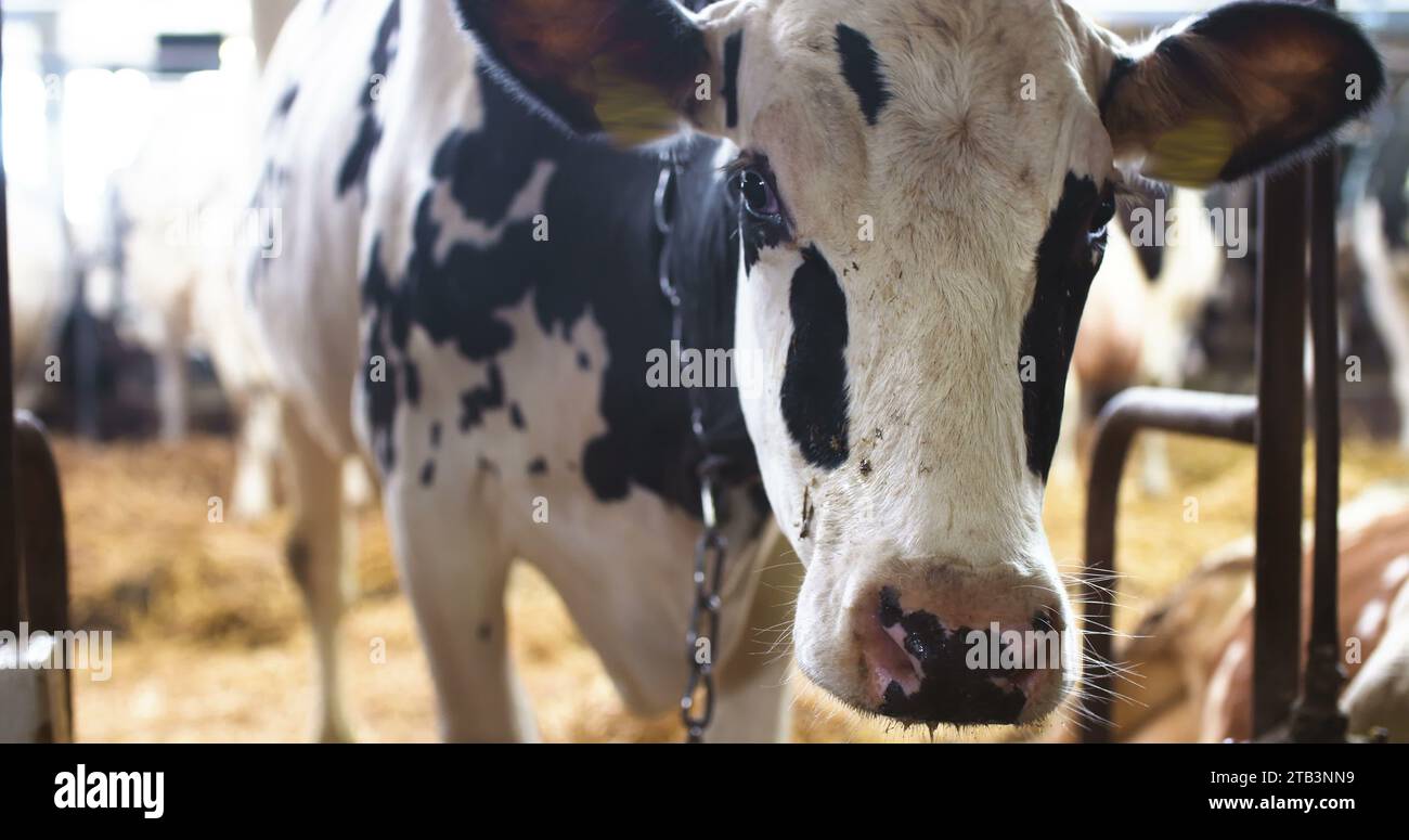 Modern dairy farm landscape barn hi-res stock photography and images ...