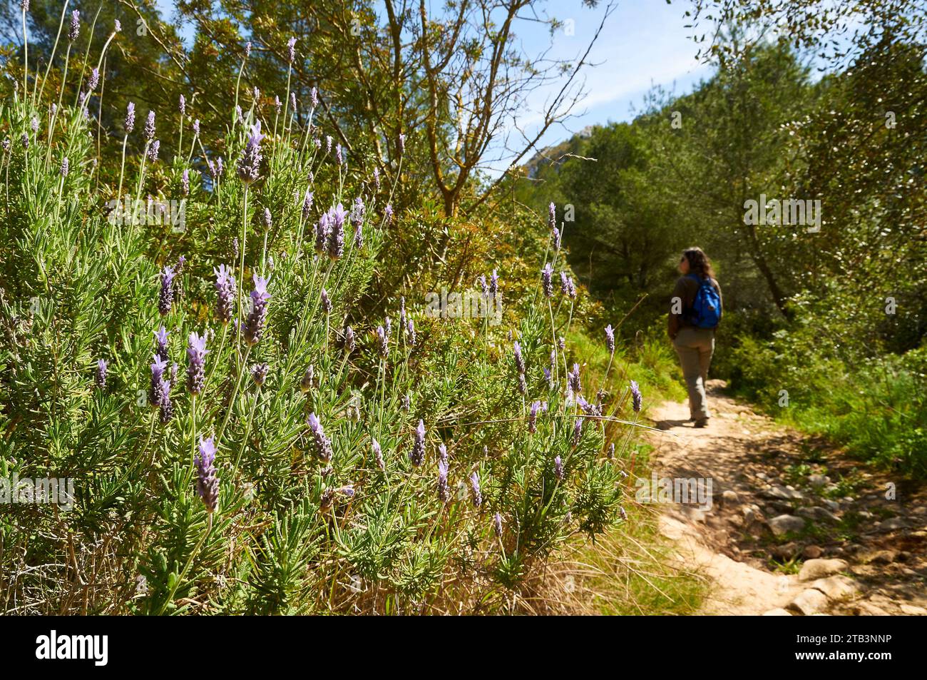 Lavanda dentada hi-res stock photography and images - Alamy