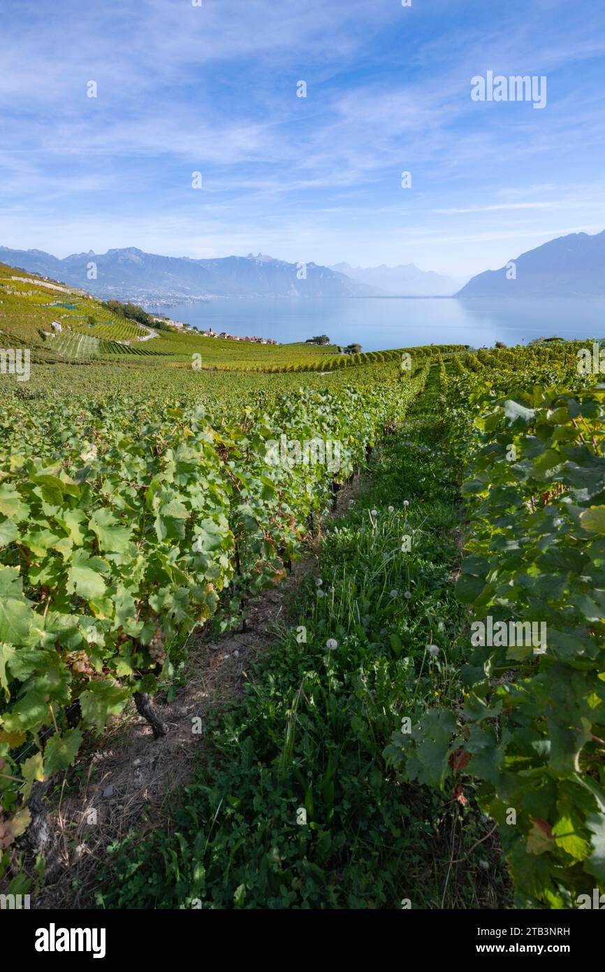 Suisse, Schweiz, Switzerland, Vaud, Waadt, Lavaux, UNESCO, vignoble ...