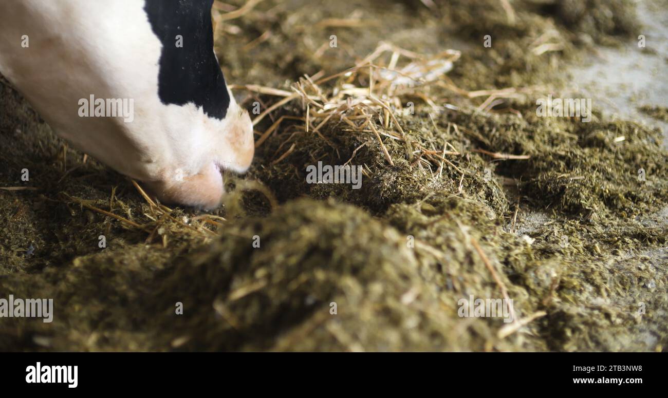 Cow eating hay in farm barn agriculture. Dairy cows in agricultural farm barn Stock Photo - Alamy