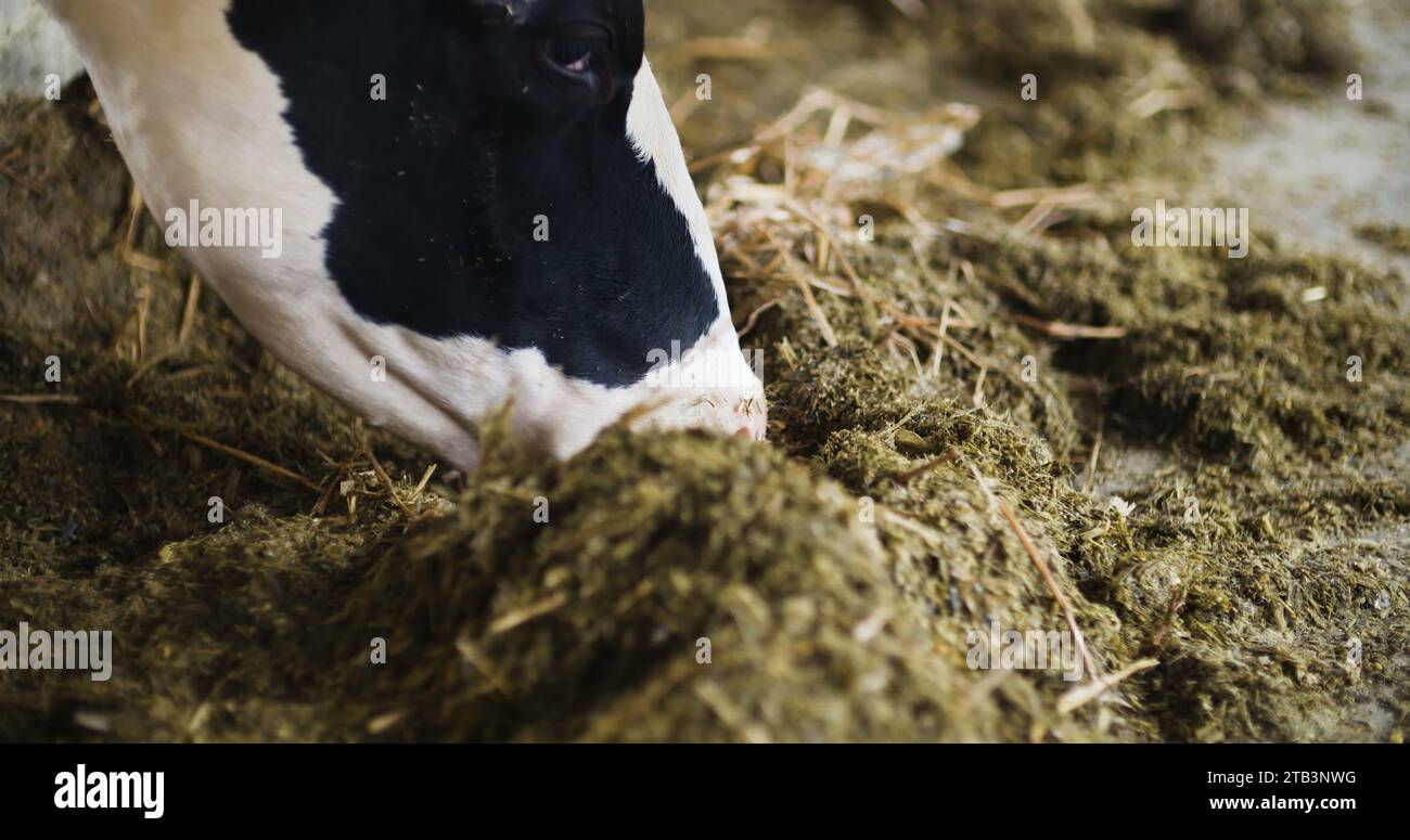 Modern farm barn with milking cows eating hay, Cows feeding on dairy farm Stock Photo - Alamy