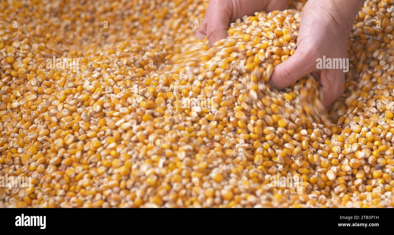 Corn grains falling down in corn sack form farmer's hand Stock Photo ...