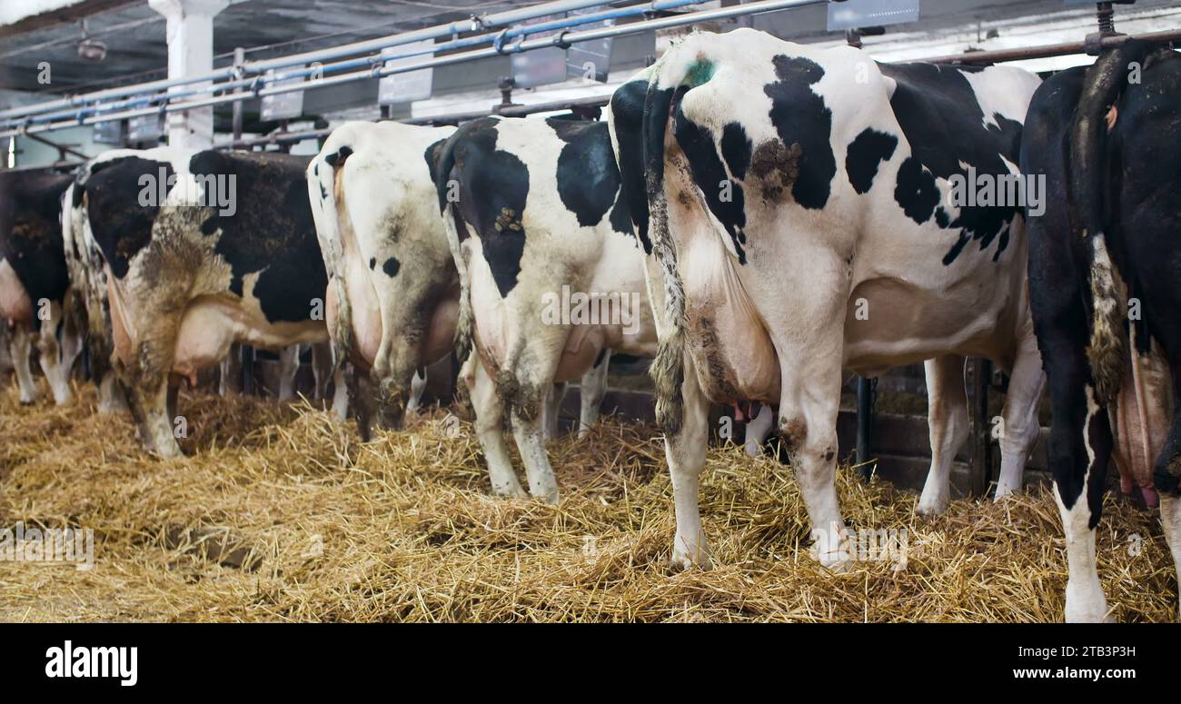 Modern farm barn with milking cows eating hay, Cows feeding on dairy farm Stock Photo - Alamy
