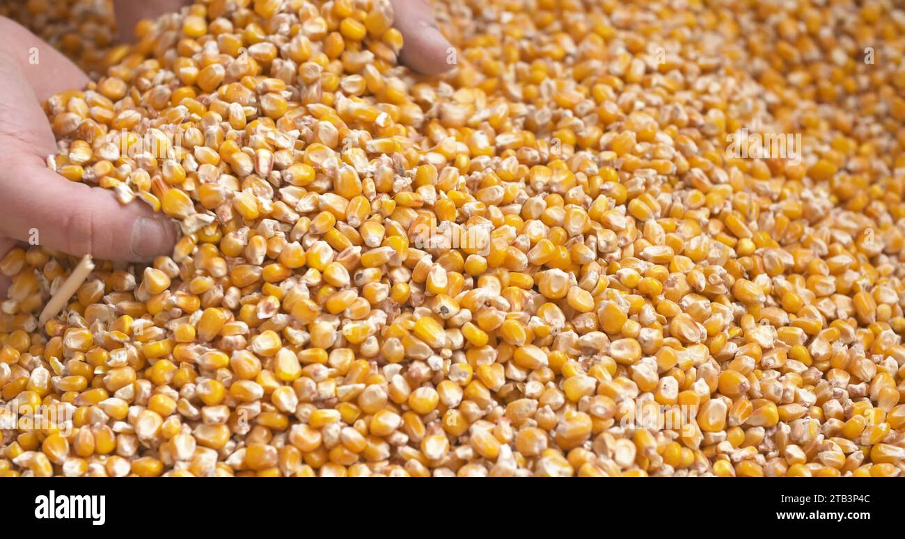 Farmer examining maize corn grain in hands Stock Photo - Alamy