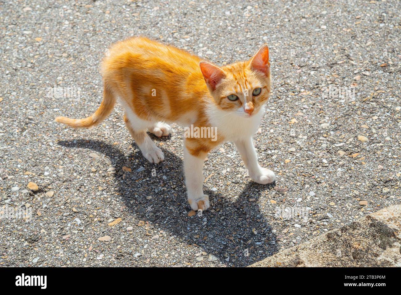 Gato tabby mirando hi-res stock photography and images - Alamy