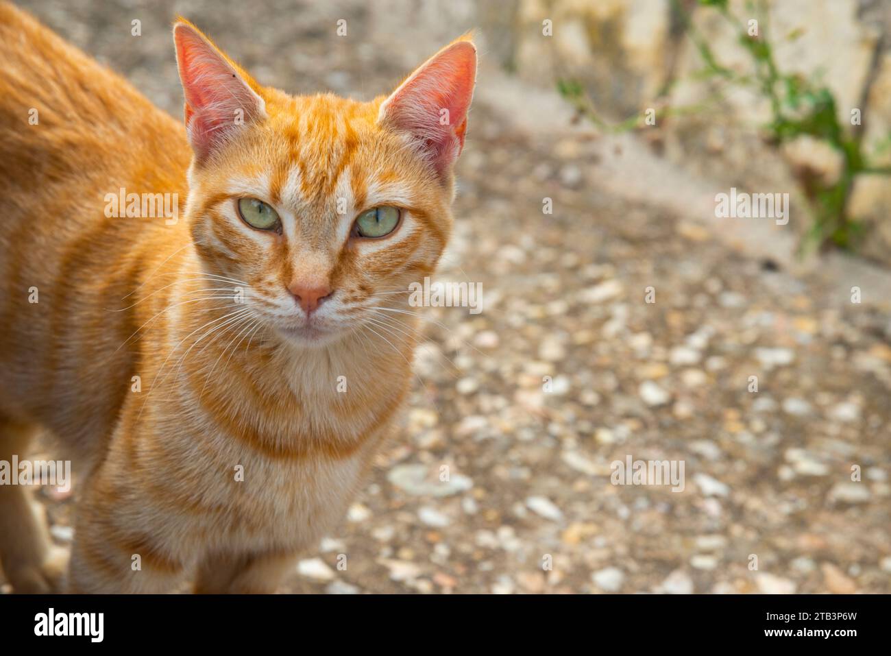 Orange tabby cat. Close view Stock Photo - Alamy