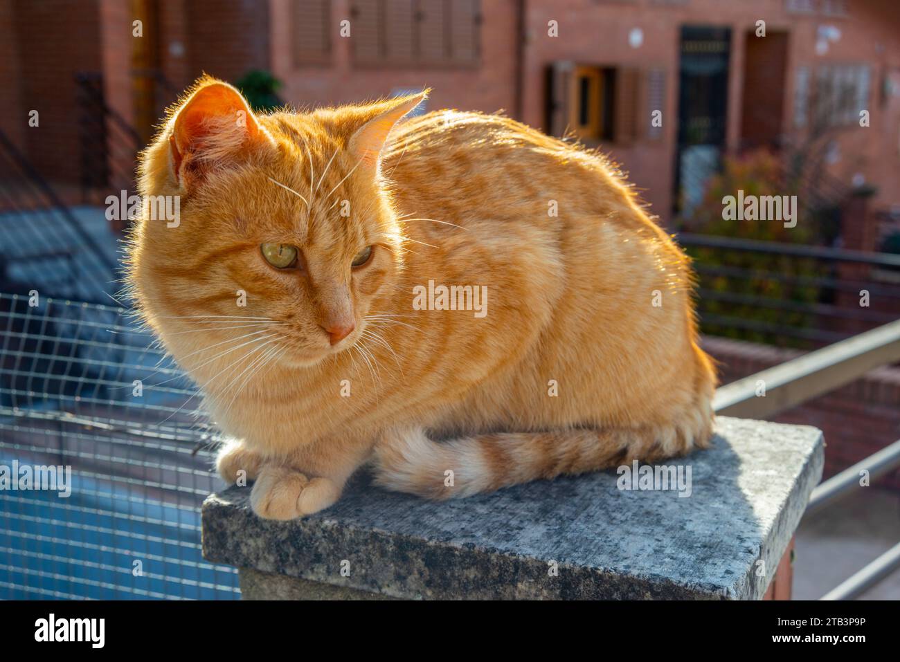 Orange tabby cat. Close view Stock Photo - Alamy