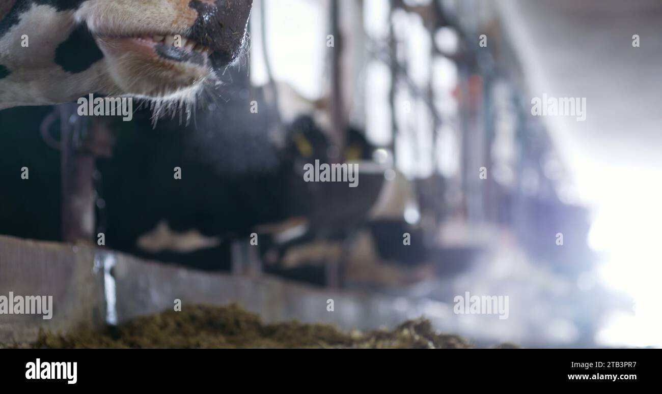 Cow eating hay in farm barn agriculture. Dairy cows in agricultural farm stable Stock Photo - Alamy