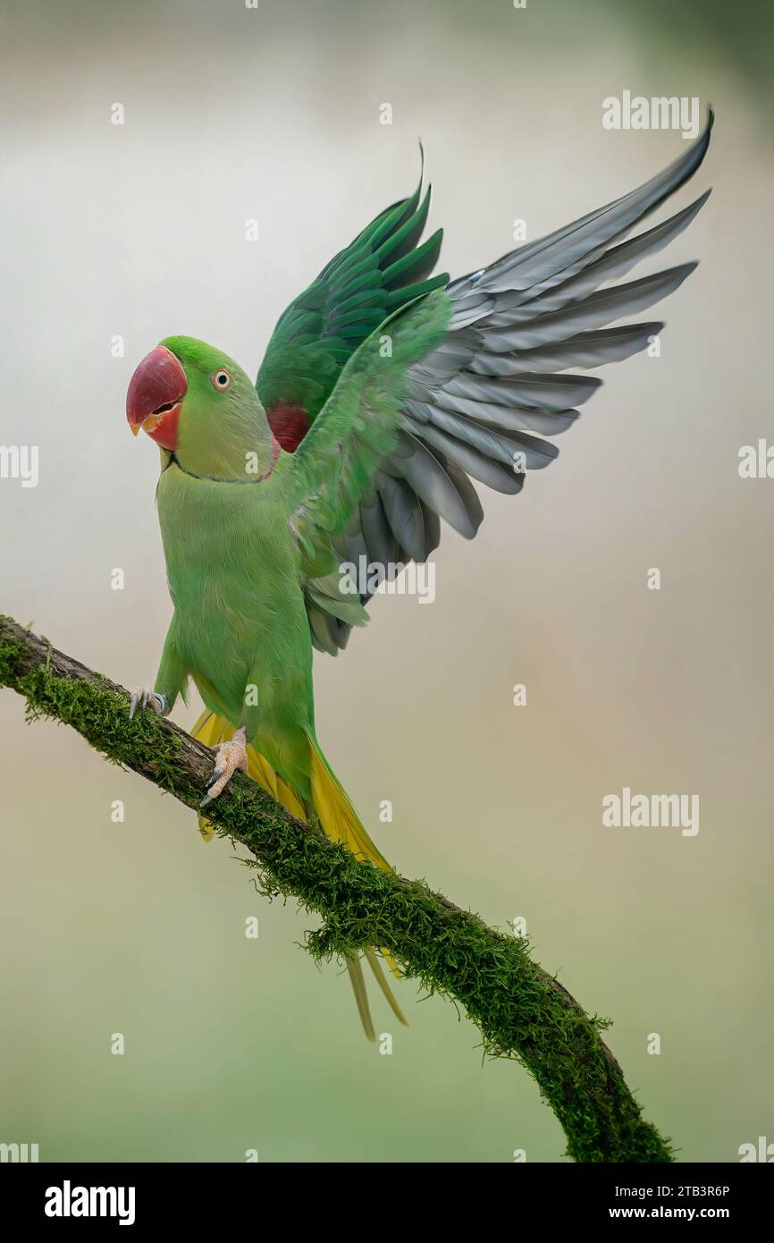 Siamese alexandrine parakeet hi-res stock photography and images - Alamy