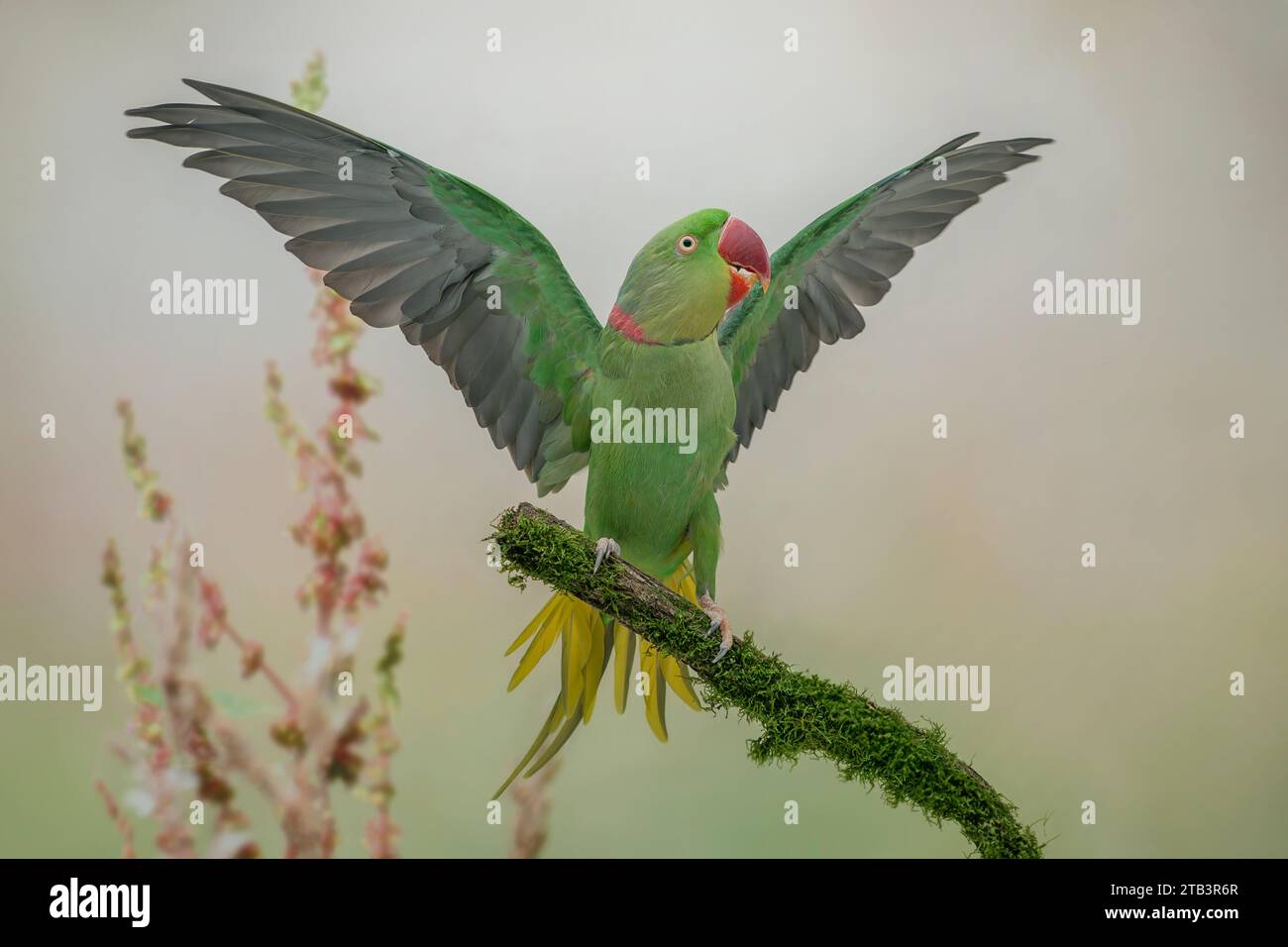 Siamese alexandrine parakeet hi-res stock photography and images - Alamy