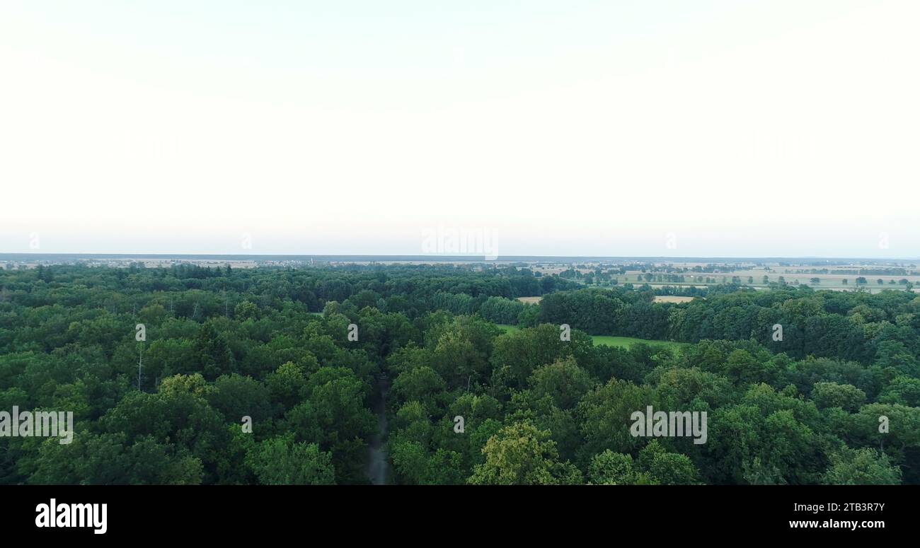 Flying over misty pine forest hi-res stock photography and images - Alamy