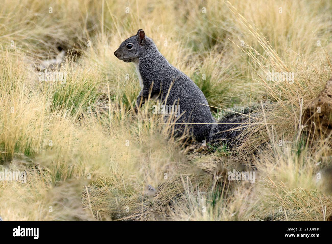 USA, Oregon, Bend, Rancho las Hierbas, Western Grey Squirrel, Sciurus ...